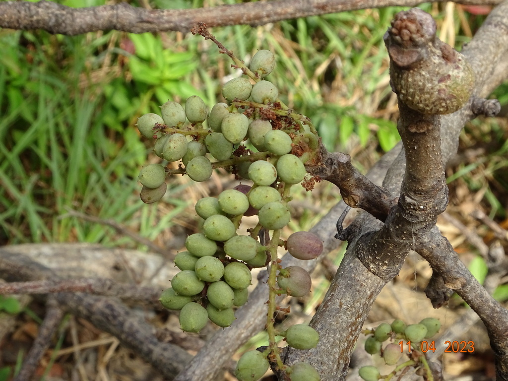 Lannea from Natitingou, Atakora, Benin on April 11, 2023 at 08:56 AM by ...