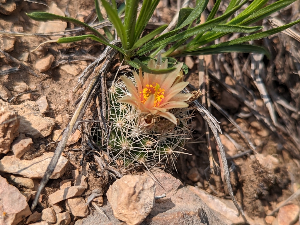 Missouri Foxtail Cactus from West Custer Township, SD, USA on May 22 ...