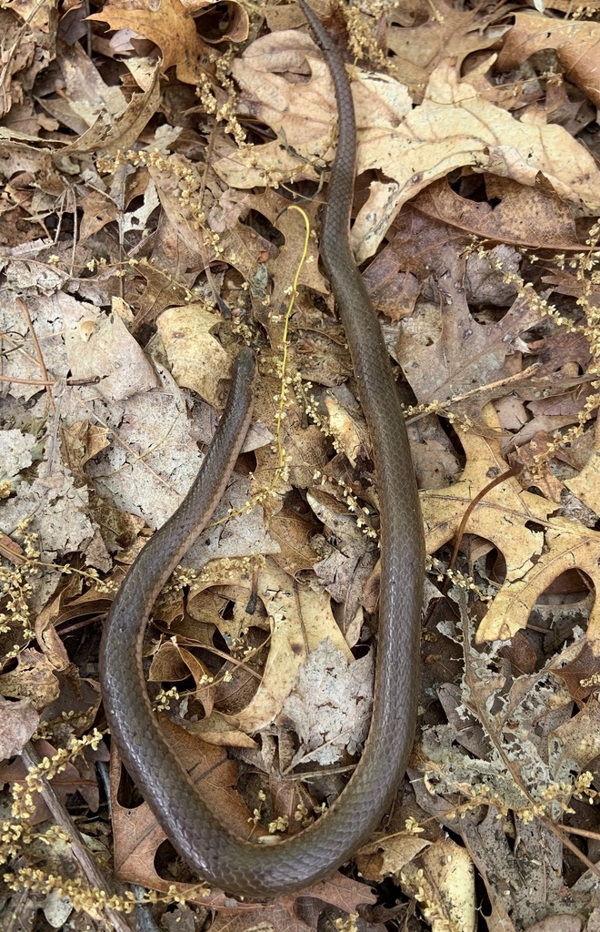 Eastern Worm Snake in May 2023 by suefeustel · iNaturalist