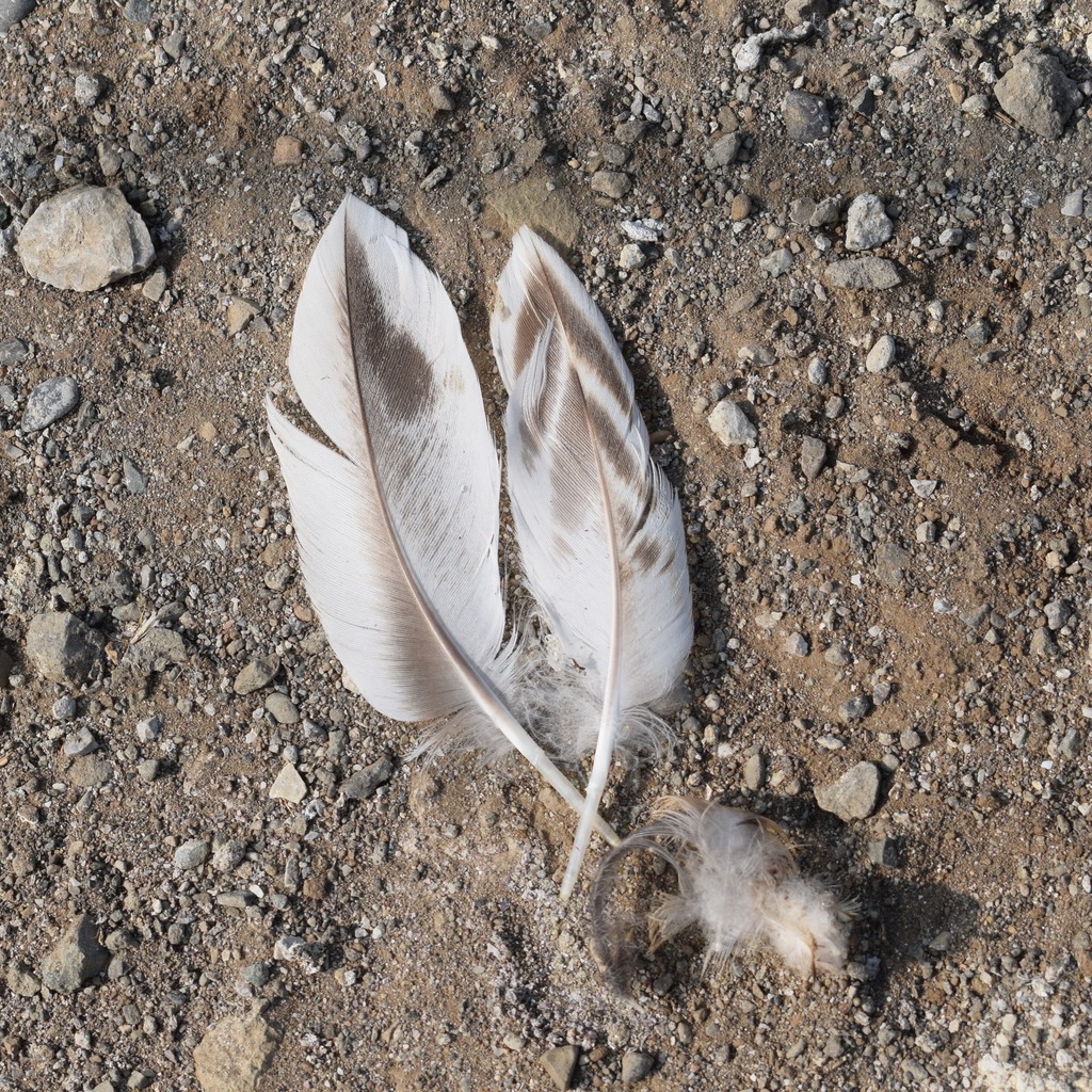 Mallard from Sunnyvale Baylands, CA, USA on November 17, 2018 at 11:03 ...