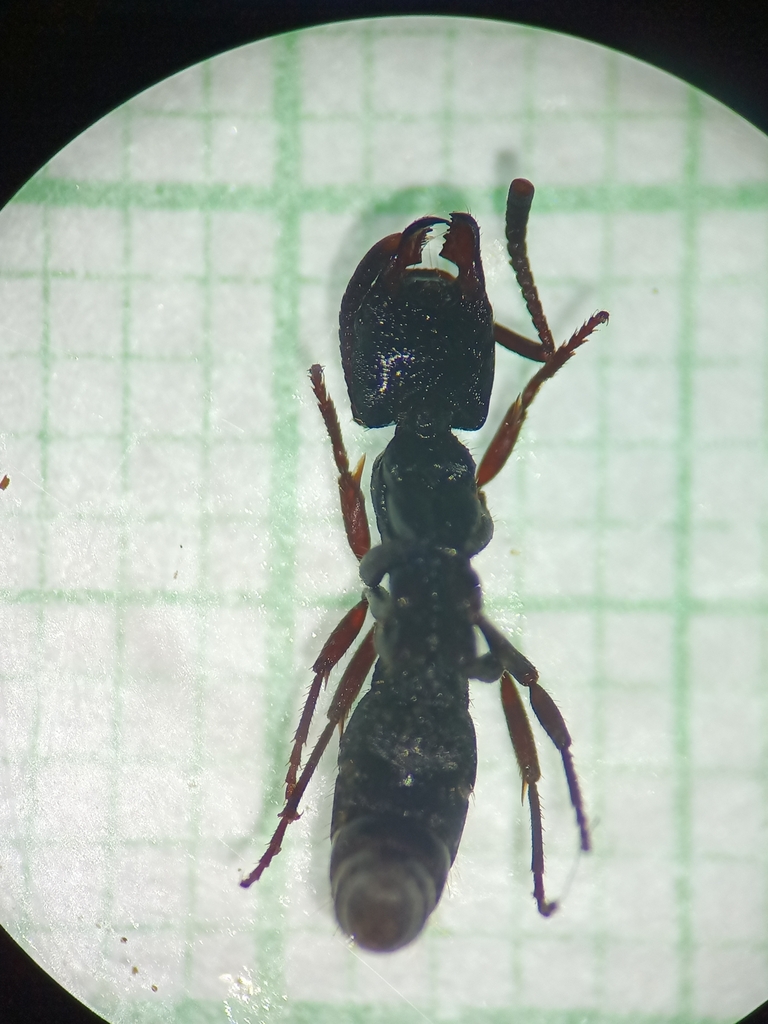 Pachycondyla Panther Ants from Villavicencio, Meta, Colombia on May 19 ...