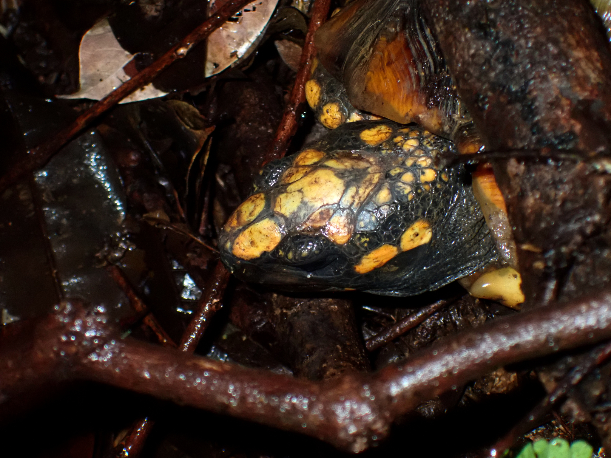 Chelonoidis denticulatus (Linnaeus, 1766)