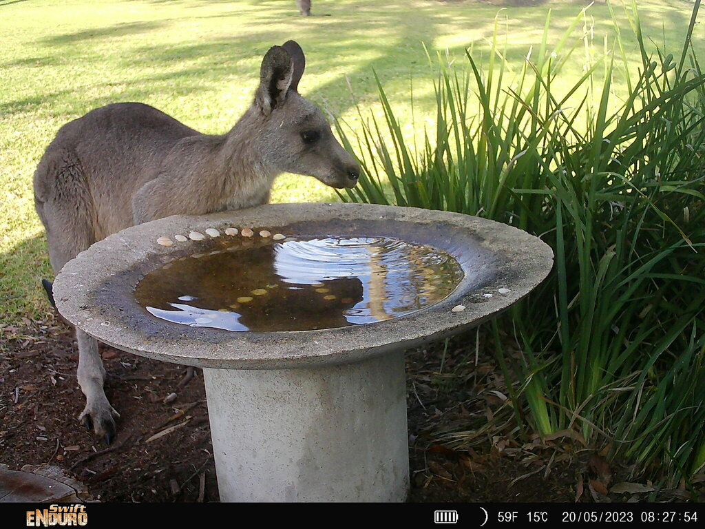 Eastern Grey Kangaroo from Bega St, Tathra NSW 2550, Australia on May ...