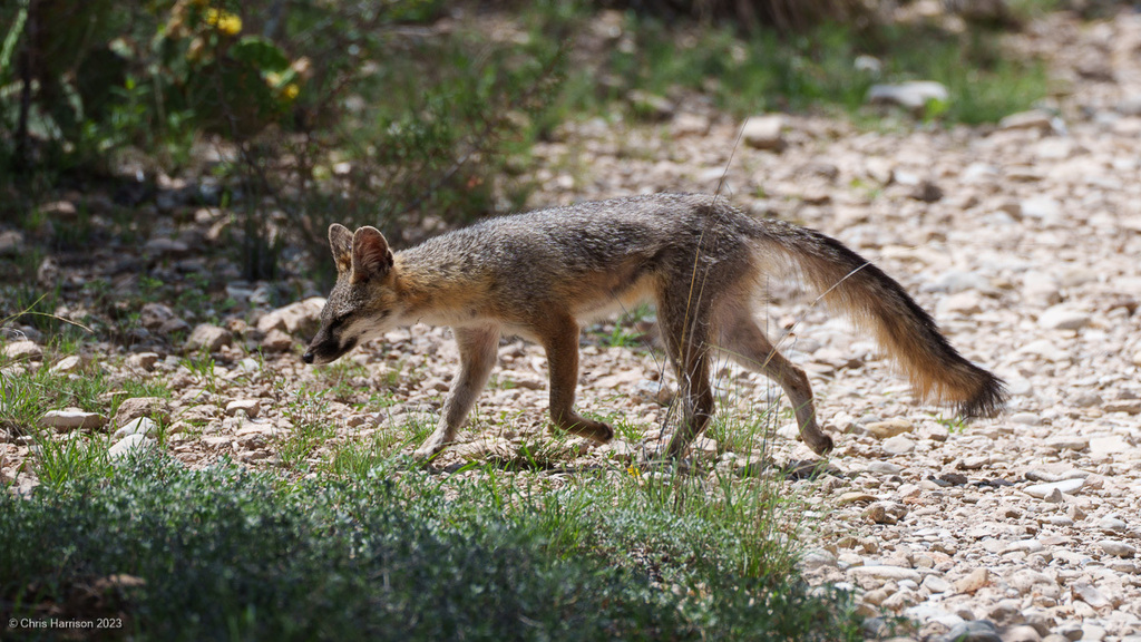 Gray Fox from Kimble County, US-TX, US on May 22, 2023 at 11:54 AM by ...
