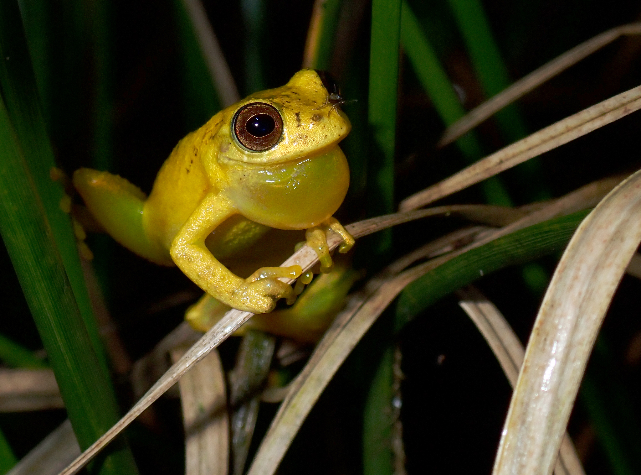 Dendropsophus minutus (Peters, 1872)