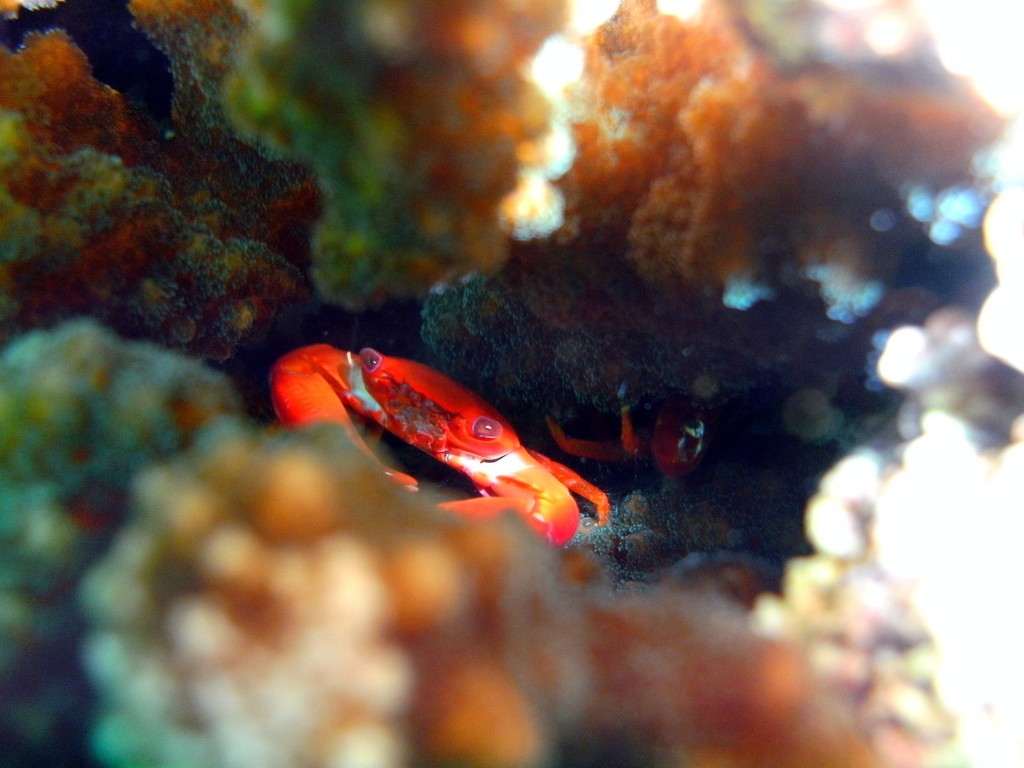 Rusty Guard Crab from Chamela, Jal., México on October 7, 2010 at 11:30 ...