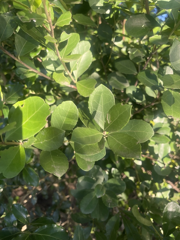 Dune Koko Tree from Umlalazi Nature Reserve, Eshowe, KZN, ZA on May 21 ...