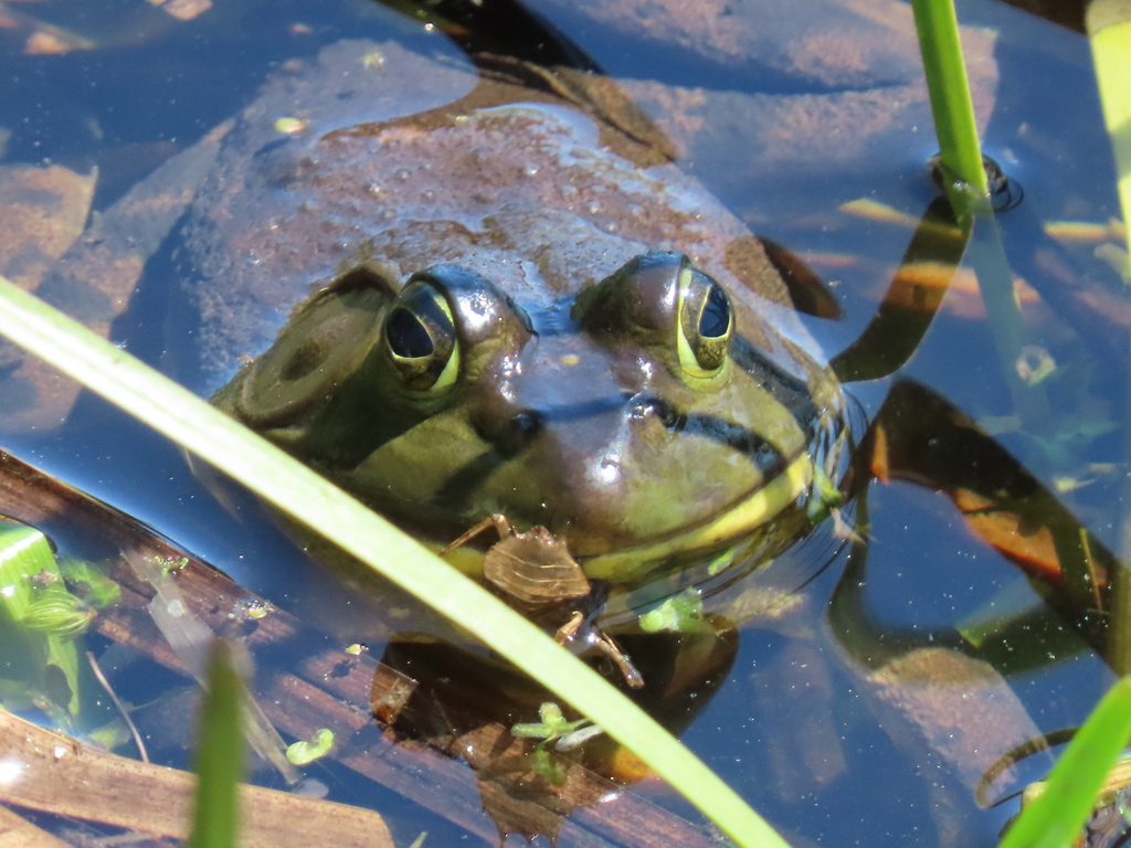American Bullfrog from Crystal Bay - Lakeview Park - Britannia Village ...
