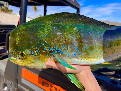 Dorado (Coryphaena hippurus)