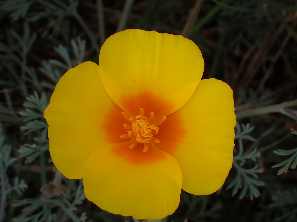 California poppy from Channel Islands National Park, Channel Islands ...