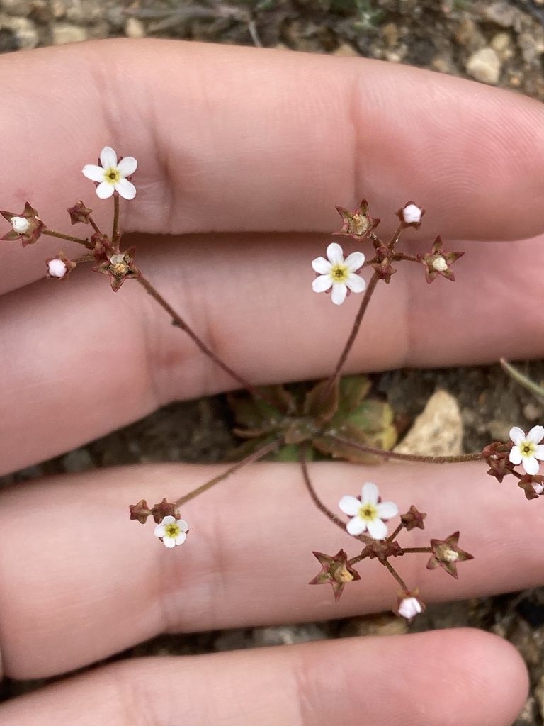 pygmy-flower rock-jasmine from US Highway 24 N, Leadville, CO, US on ...