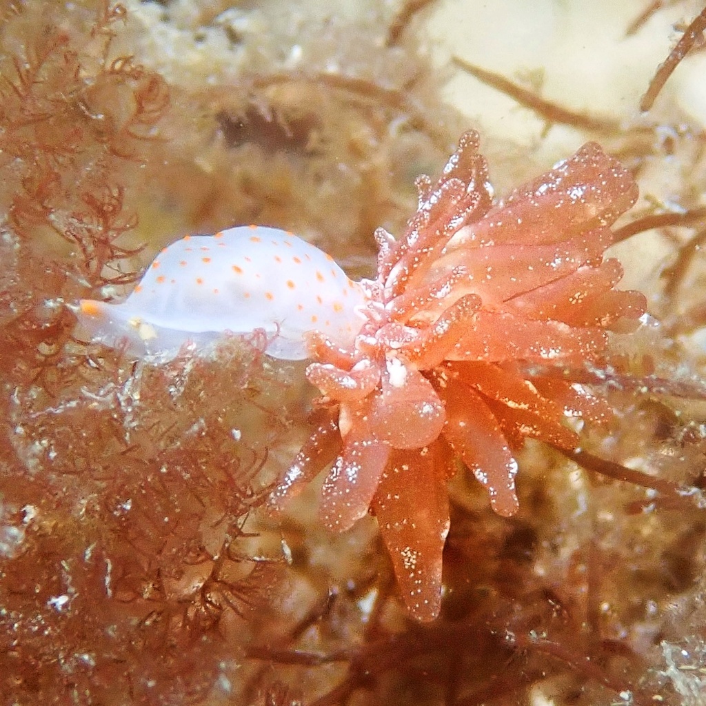 Euthyneura from Capel Sound, Rye, VIC, AU on January 7, 2023 at 12:24 ...
