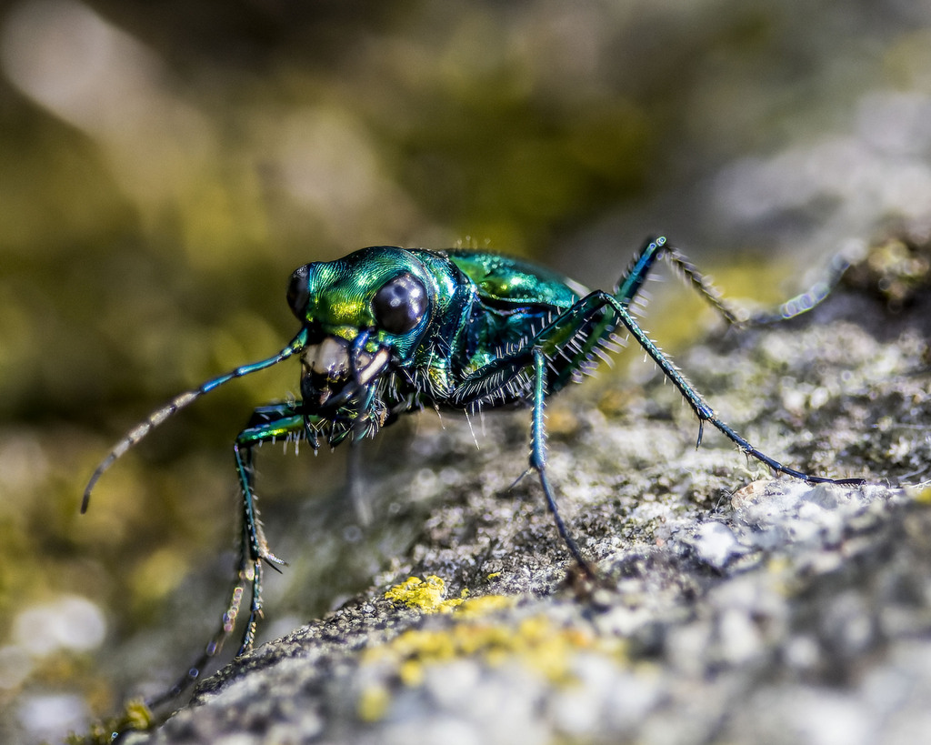 Six-spotted Tiger Beetle from Dupage County, IL, USA on May 22, 2023 at ...