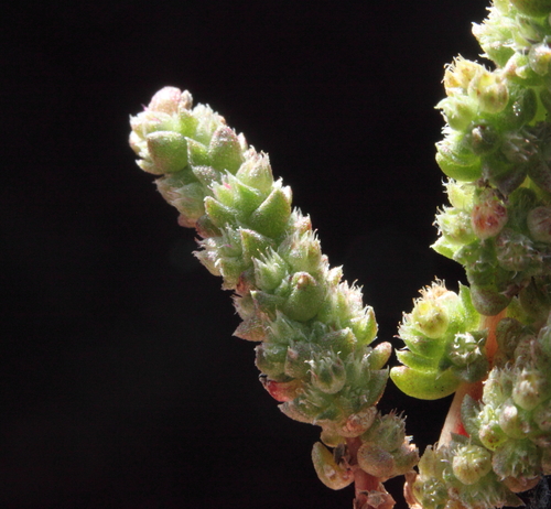 Variety Crassula colorata acuminata · iNaturalist United Kingdom