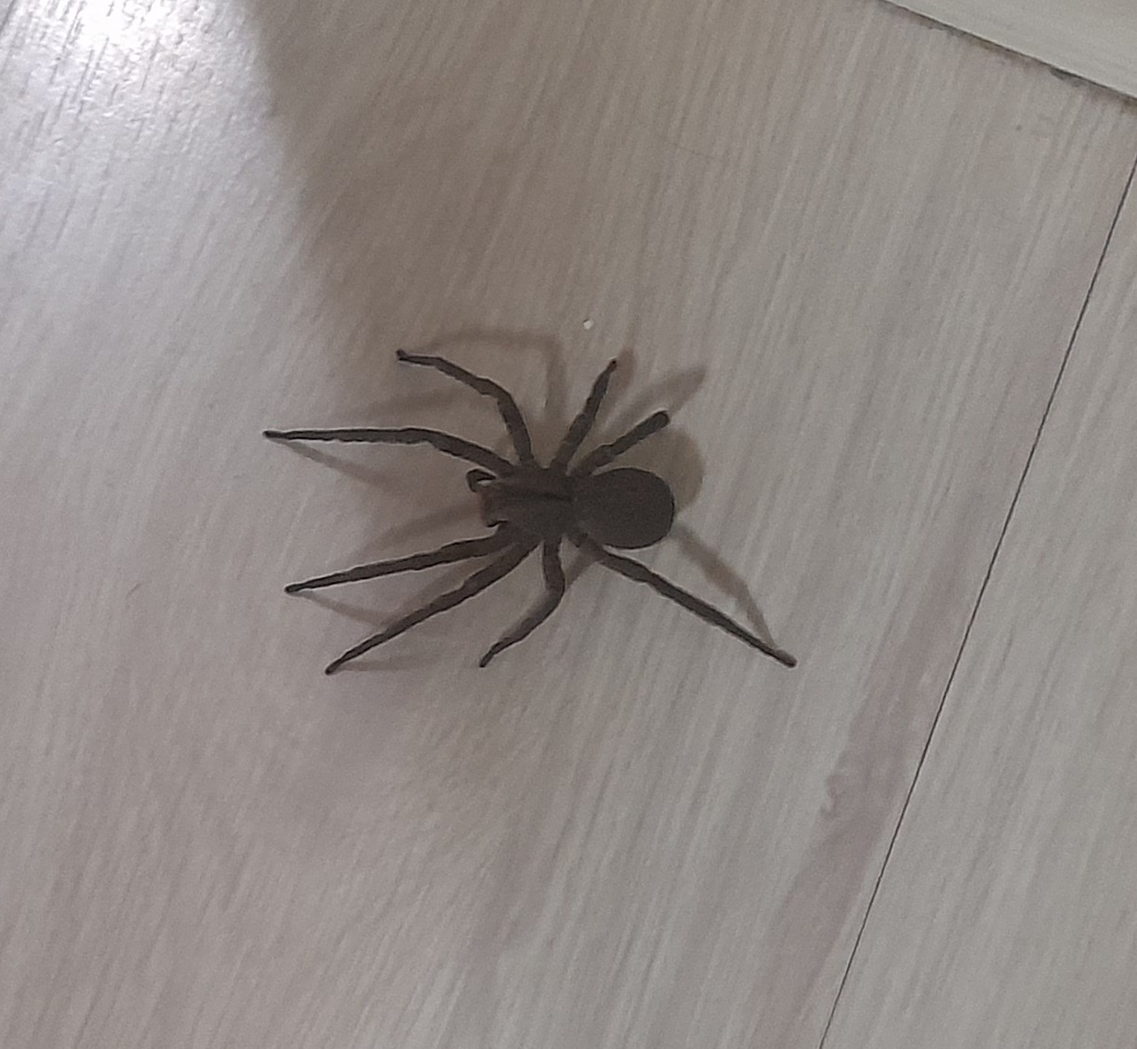 Armed Spiders from Da Estação, Urussanga - SC, 88840-000, Brasil on May ...