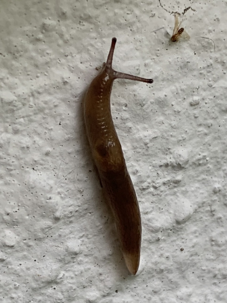 Meadow Slug in May 2023 by Nikhil Reddy · iNaturalist