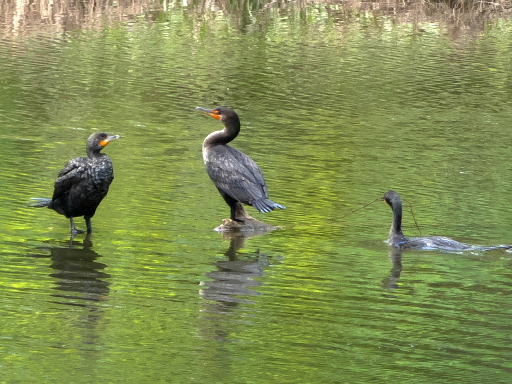 Double-crested Cormorant from 191 Old York Rd, Bridgewater, NJ 08807 ...