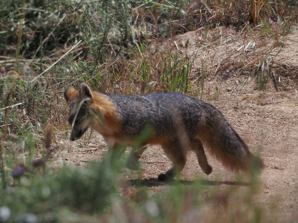 Gray Fox from Los Angeles County, CA, USA on May 22, 2023 at 01:30 PM ...