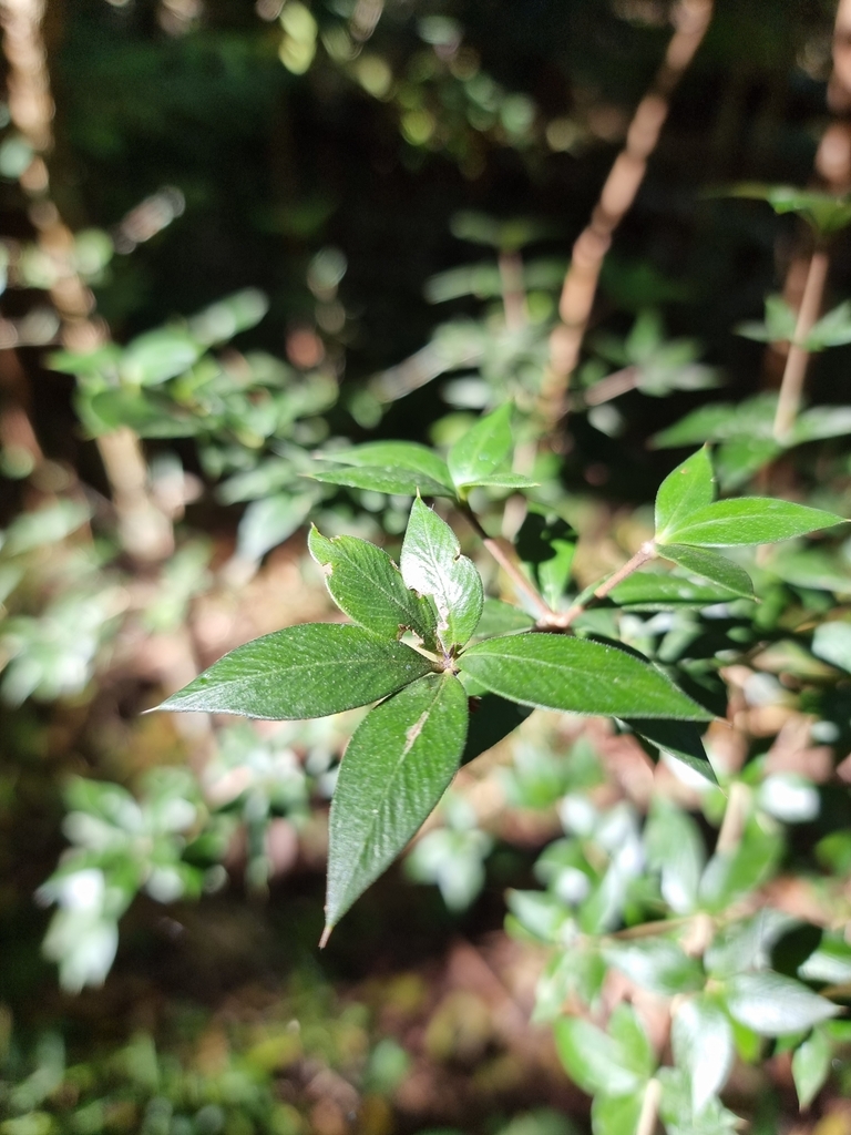 Chain Fruit from Montville QLD 4560, Australia on May 23, 2023 at 10:47 ...