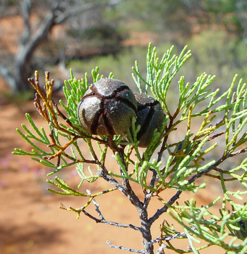 cypress-pines from Nerren Nerren WA 6532, Australia on October 16, 2005 ...