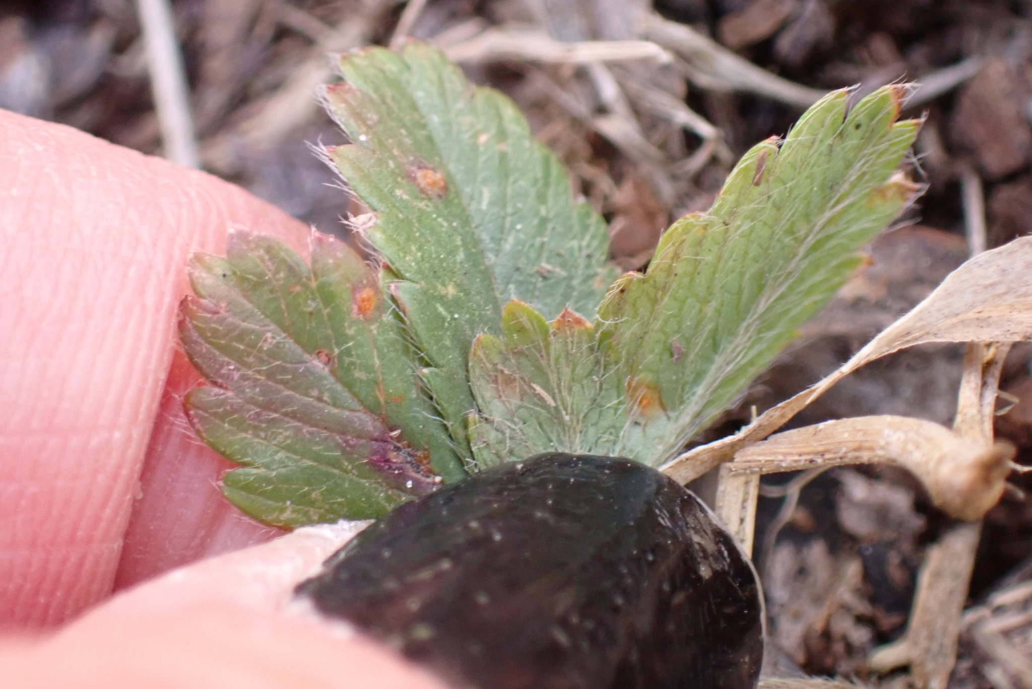 Phragmidium potentillae (Pers.) P.Karst.
