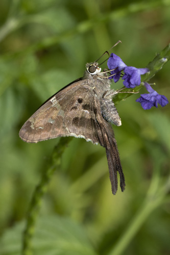 Long-tailed Skipper (San Antonio Missions National Historical Park ...