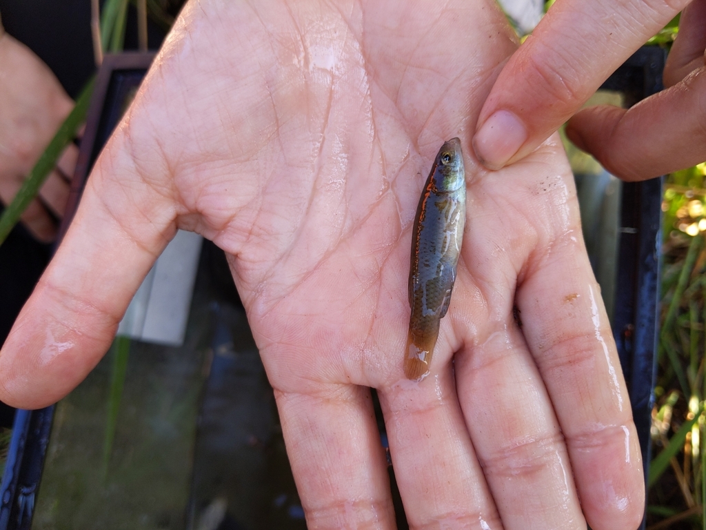 golden topminnow from Putnam County, US-FL, US on May 20, 2023 at 09:09 ...