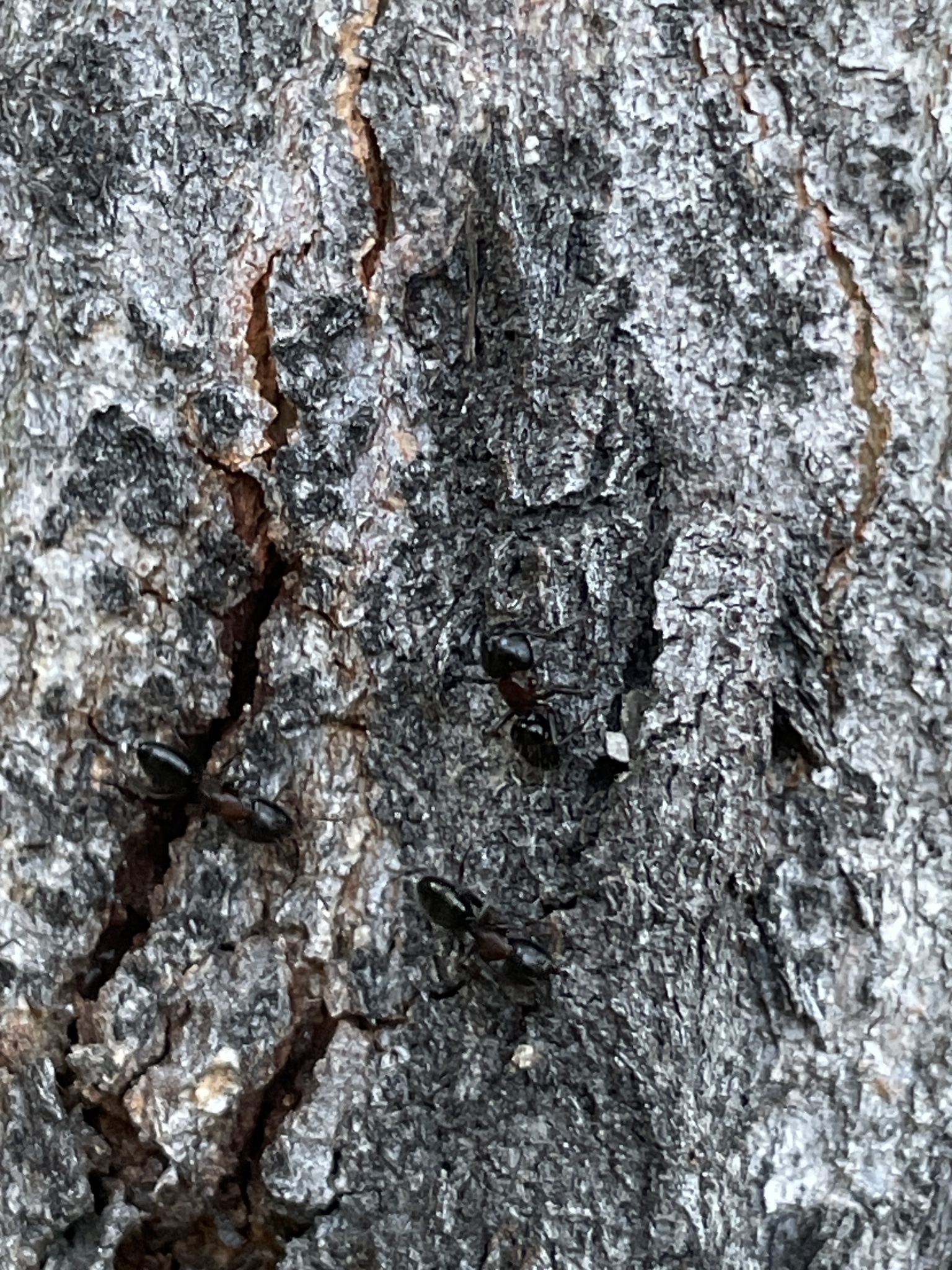 Camponotus hyatti Emery, 1893