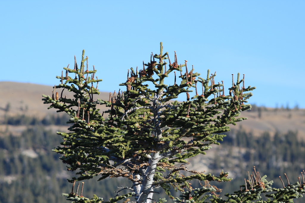 red fir (Abies magnifica) - Botanical Realm