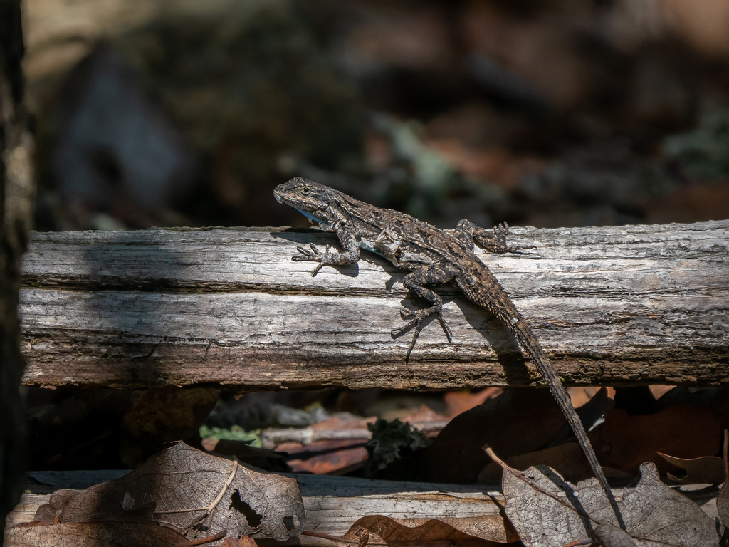 Ornate Tree Lizard from Kerr County, TX, USA on May 22, 2023 at 10:12 ...