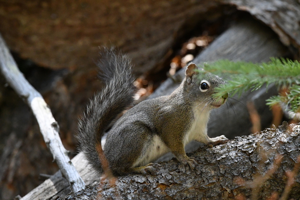 Southwestern Red Squirrel from Summit County, CO, USA on May 21, 2023 ...