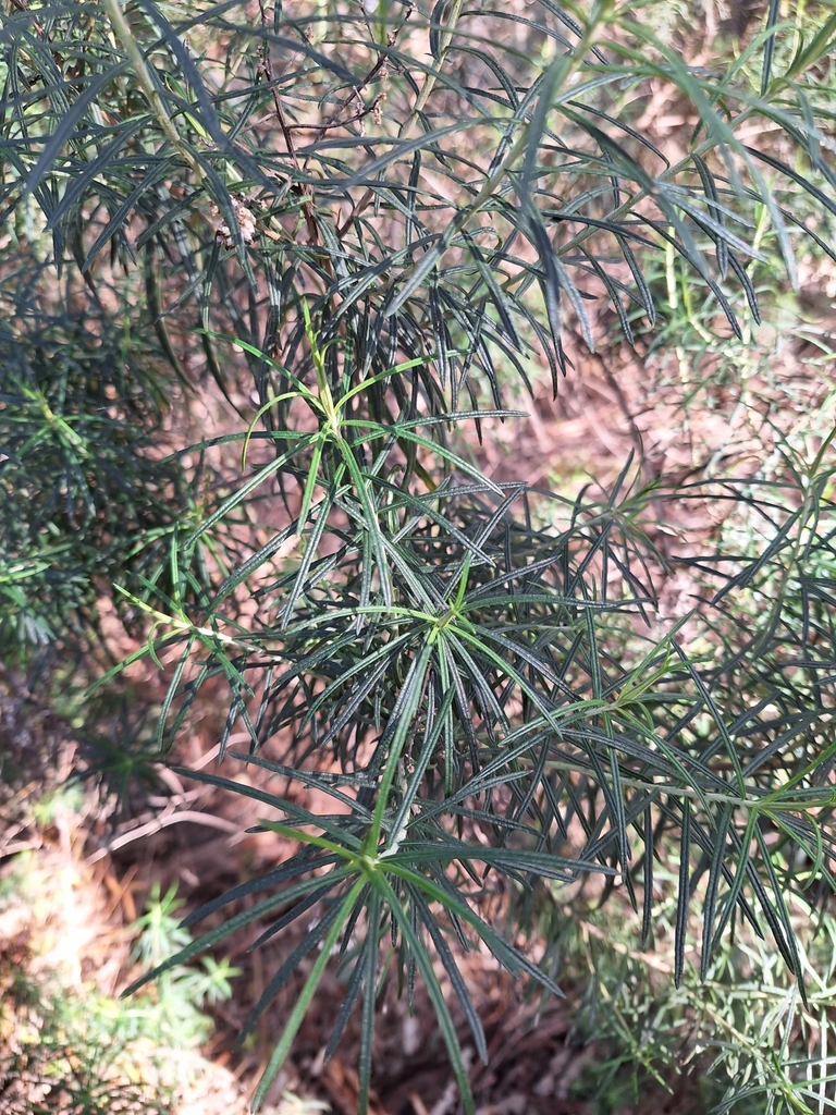 Shiny Cassinia from Darebin - Preston, AU-VI, AU on May 23, 2023 at 11: ...