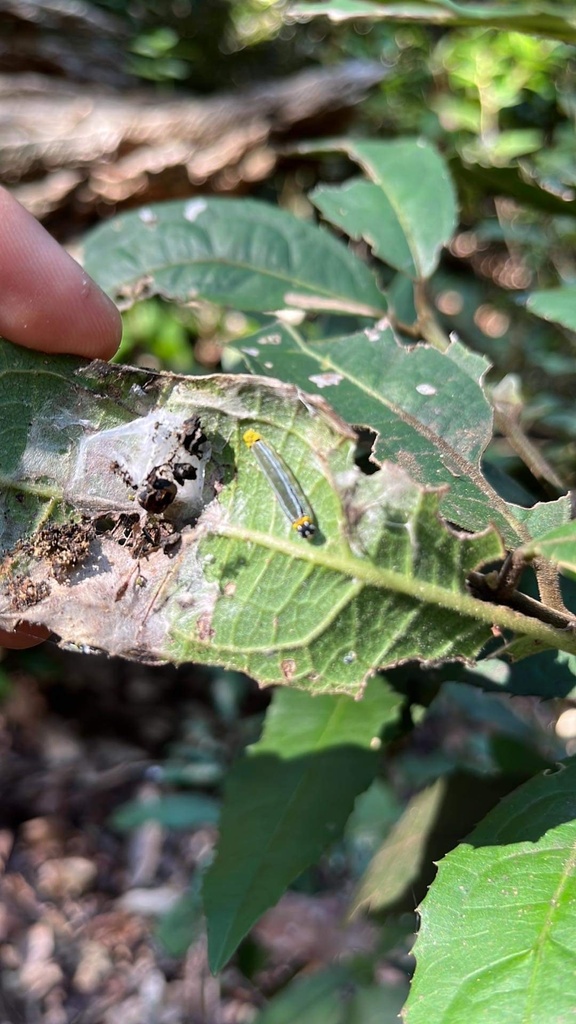 Regent Skipper from Mount Cotton, QLD, AU on May 23, 2023 at 10:34 AM ...