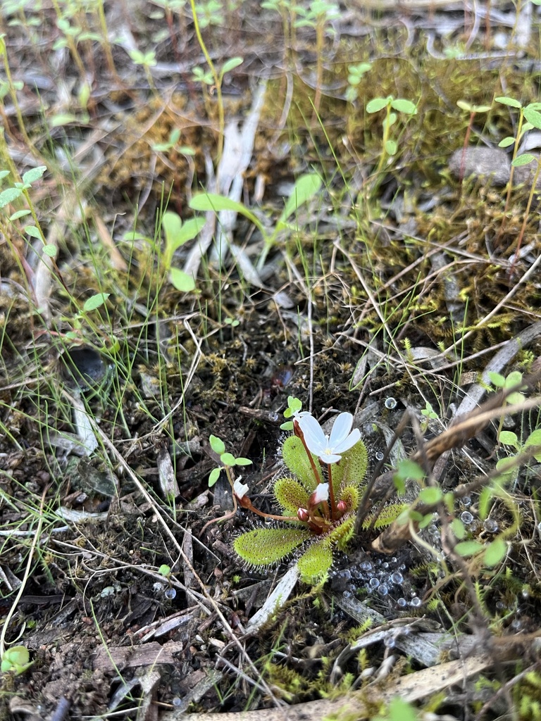 Red-leaved Sundew from Mounts Bay Rd, Perth, WA, AU on May 15, 2023 at ...