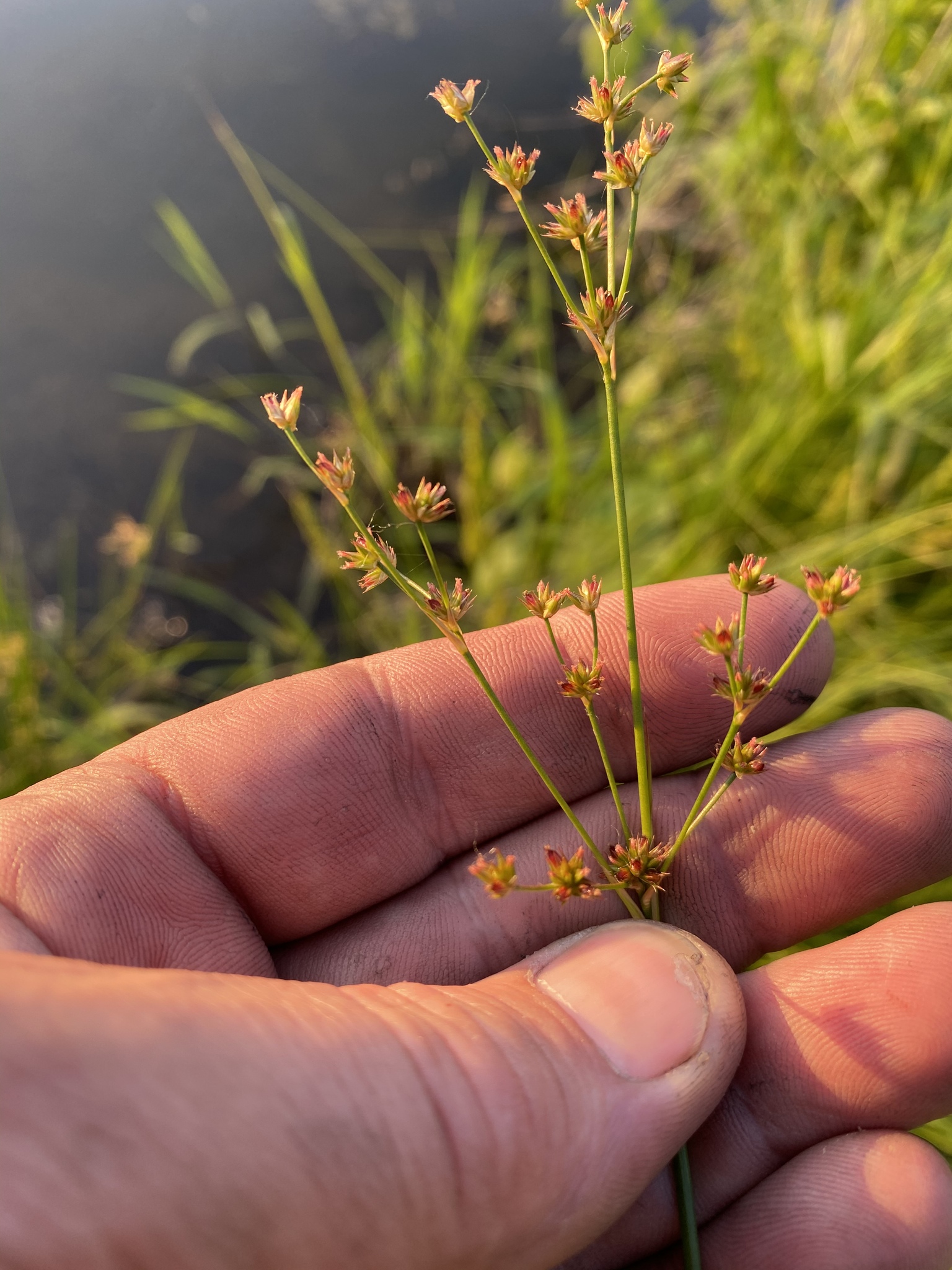 Juncus acuminatus Michx.