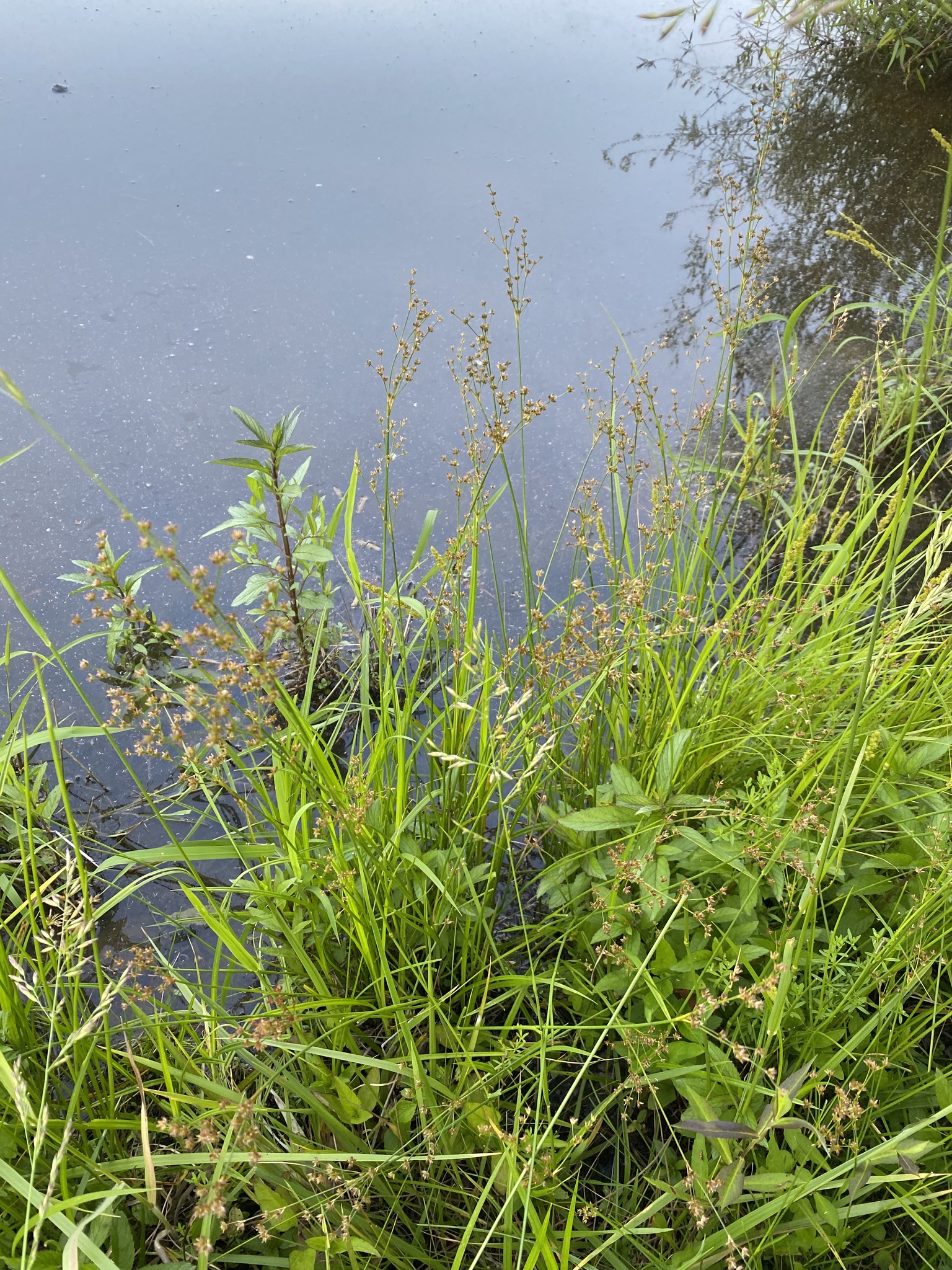 Juncus acuminatus Michx.