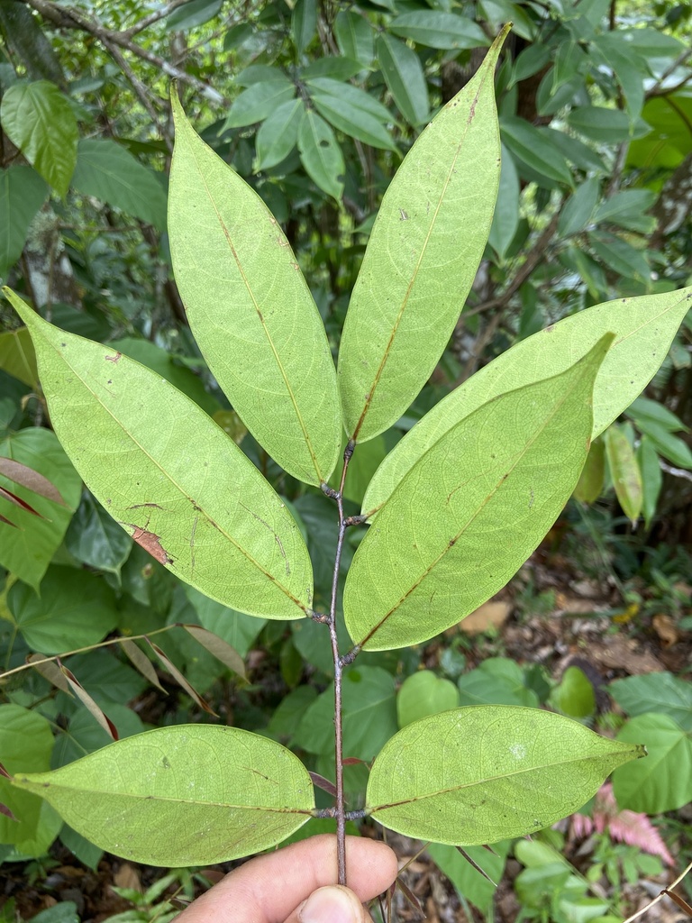 (Rourea surinamensis) - Botanical Realm