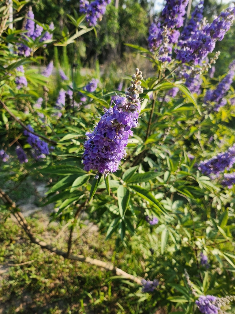 Lilac chaste tree from Gulf State Park on May 22, 2023 at 05:56 PM by ...
