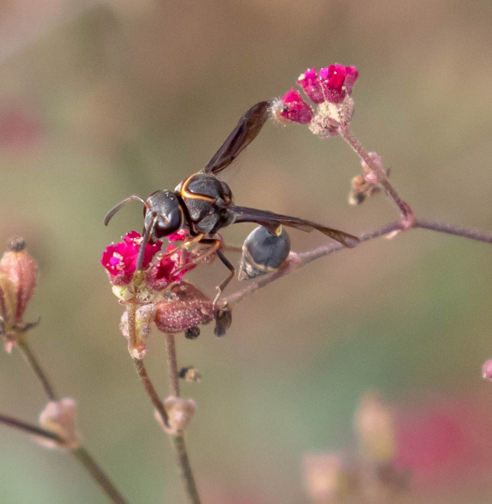 Potter and Mason Wasps from Guanacaste Province, Costa Rica on May 16 ...