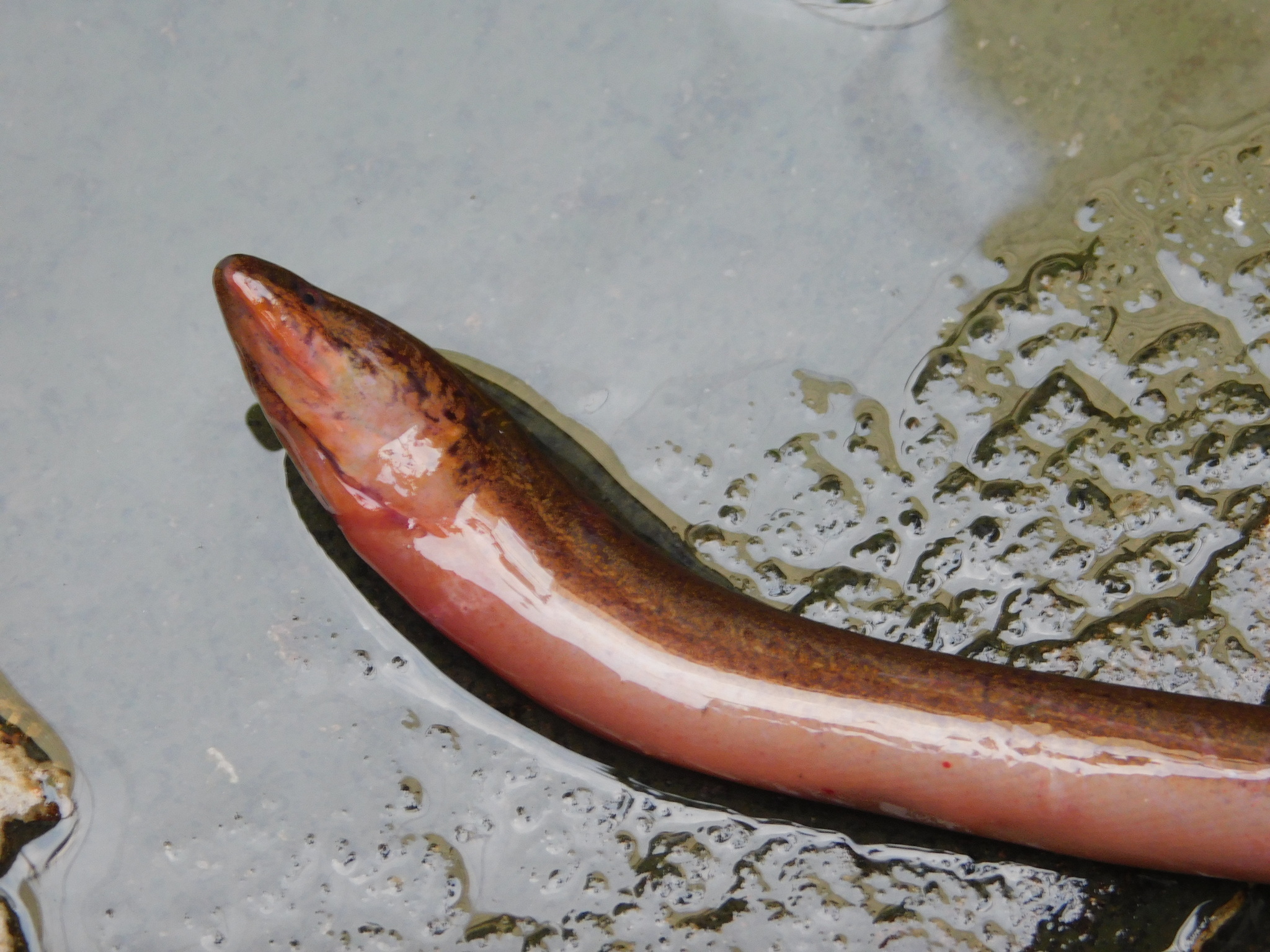 Monopterus albus (Zuiew, 1793)