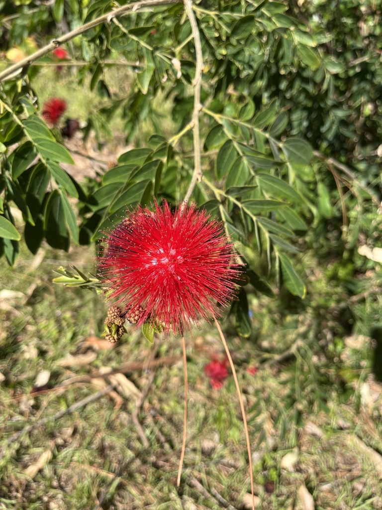 scarlet powder-puff from Creek St, Hastings Point, NSW, AU on May 23 ...