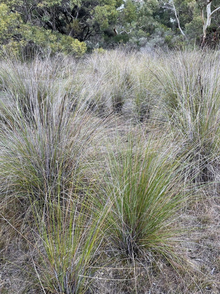 chaffy saw-sedge from Coorong SA 5264, Australia on May 9, 2023 at 10: ...