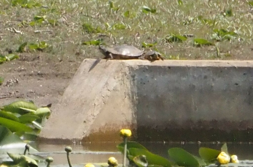 Red-eared Slider from Portage, IN, USA on May 22, 2023 at 11:14 AM by ...