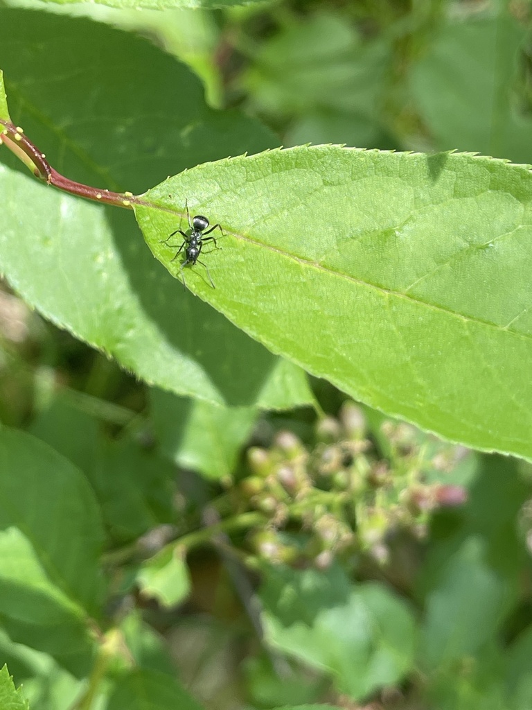 Silky Field Ant from South Salem, Salem, MA, US on May 22, 2023 at 01: ...