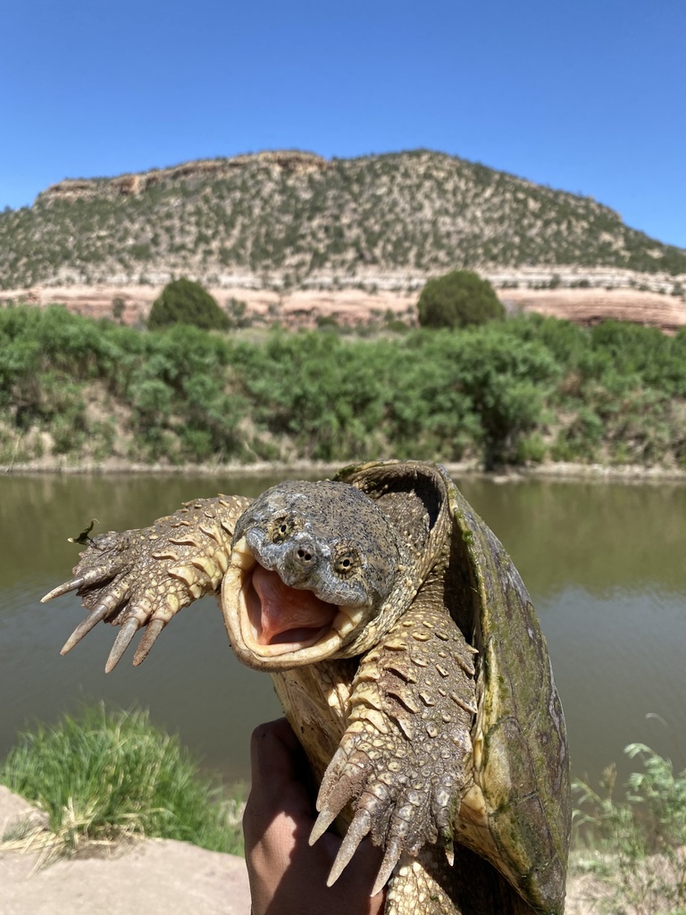 Common Snapping Turtle from Canadian River, Mills, NM, US on May 29 ...