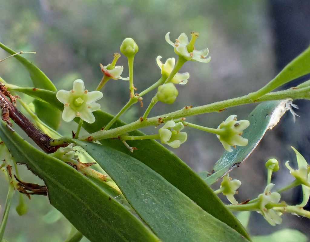 yellow berry bush (Denhamia cunninghamii) - Botanical Realm