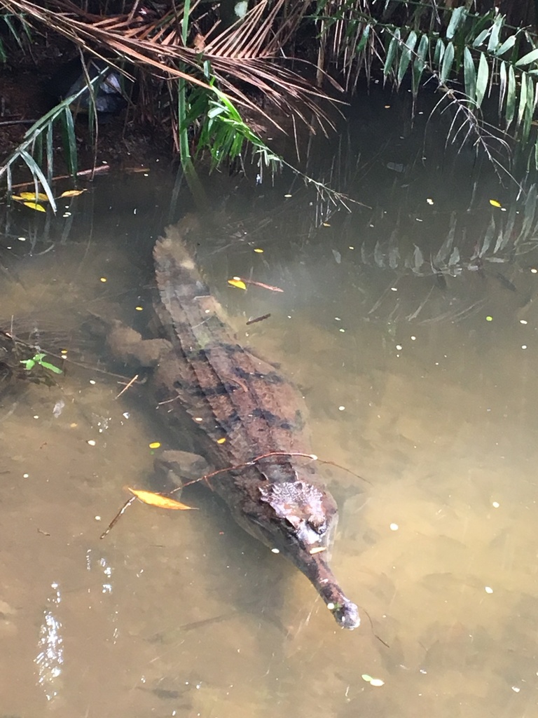 false gharials (Tomistoma) - Marine Life Identification