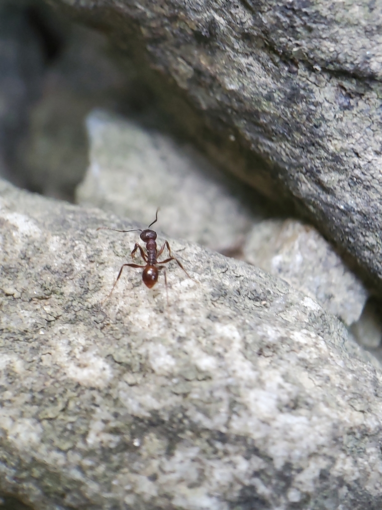 Tawny Collared Ant from White Oak, MD, USA on May 22, 2023 at 06:34 PM ...