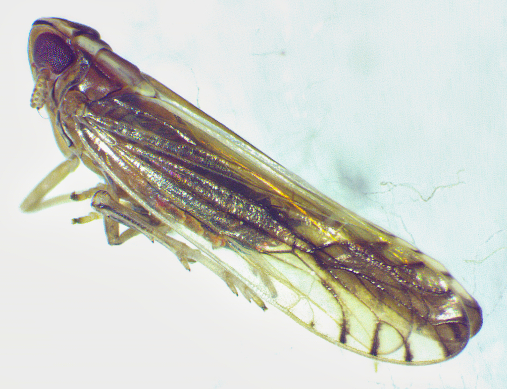 Stenocranus lautus from Cotswold, Charlotte, NC 28211, USA on May 21 ...