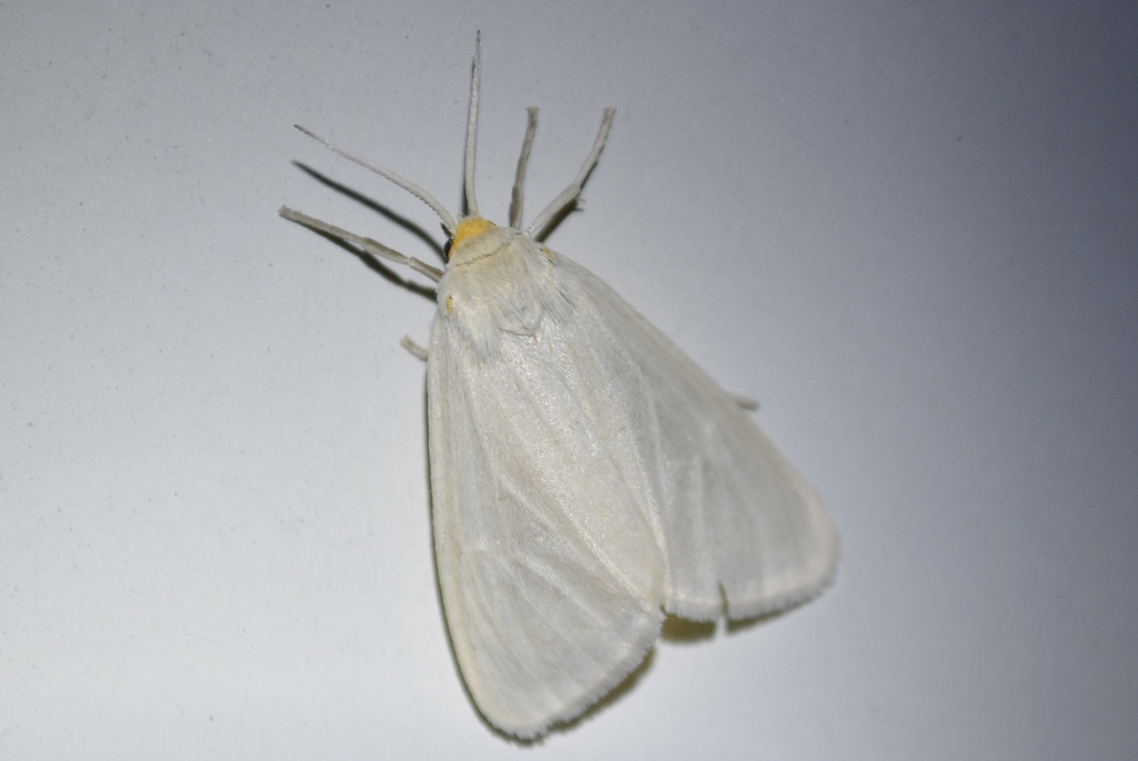Unexpected Cycnia Moth from Calhoun County, TX, USA on May 19, 2023 at ...